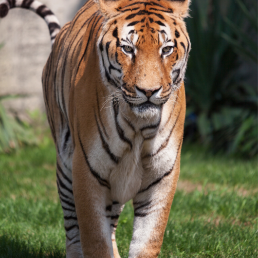 60 Amazing Animal Facts For Kids | Vibrant Mom Society